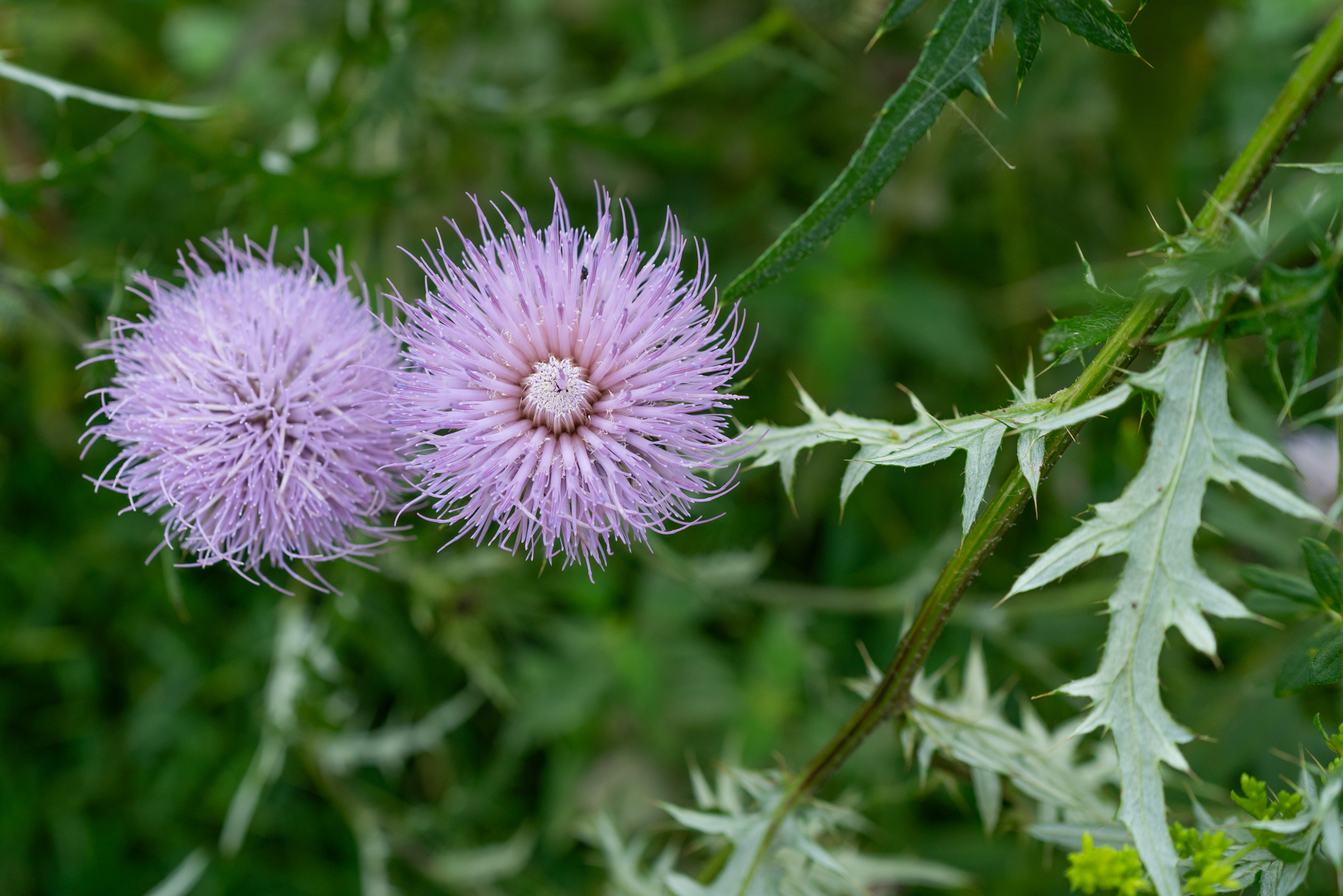 Native Thistles: A Beginner’s Guide - The Plant Native