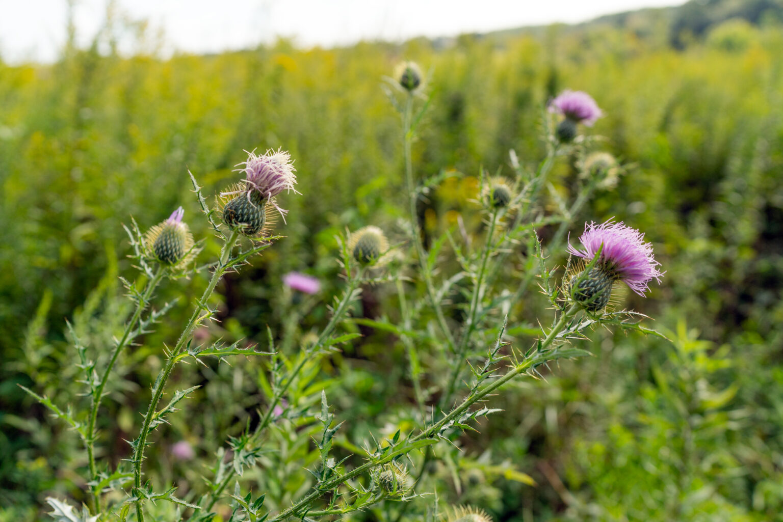 Native Thistles: A Beginner’s Guide - The Plant Native
