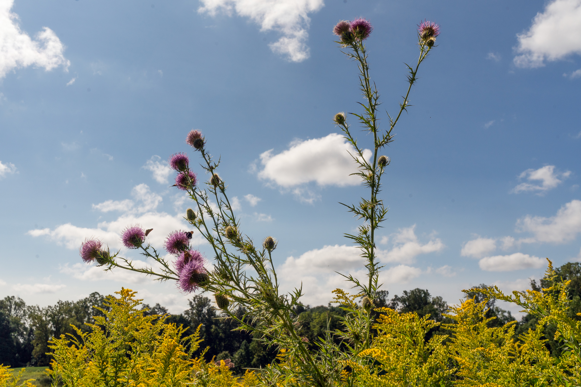 Native Thistles: A Beginner’s Guide - The Plant Native