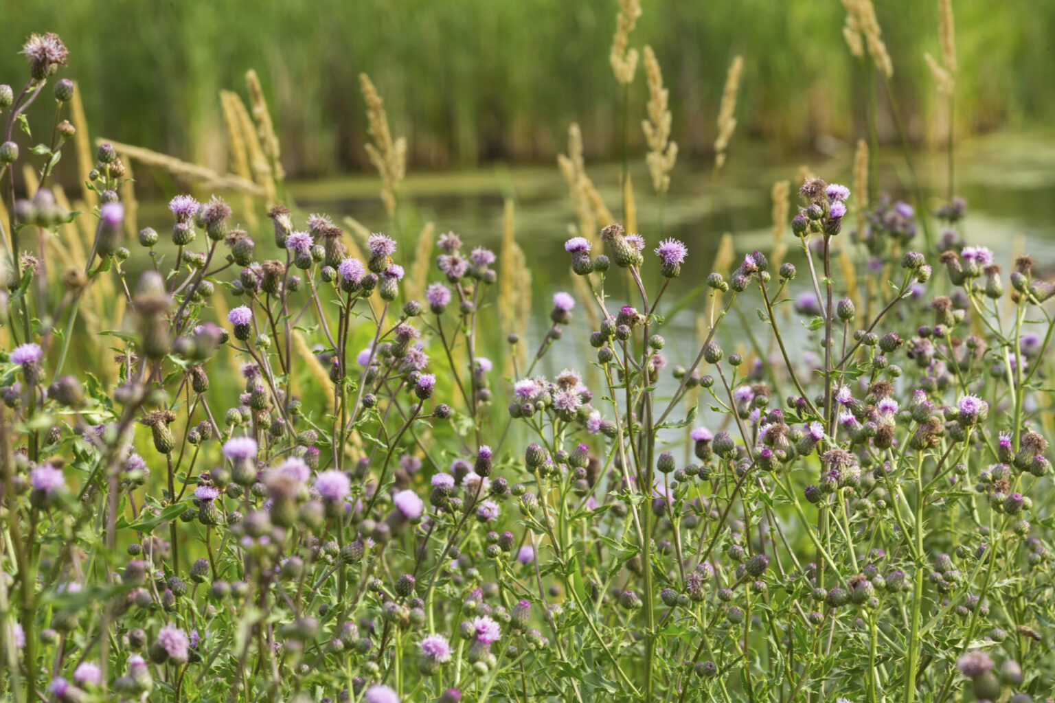 Native Thistles: A Beginner’s Guide - The Plant Native