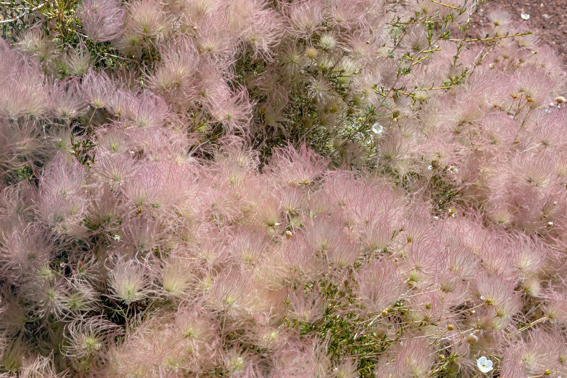 Apache Plume: A Tough Native Shrub for Hot, Dry Yards
