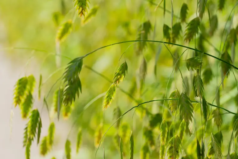 Northern Sea Oats: A Native Grass for Shade and Movement