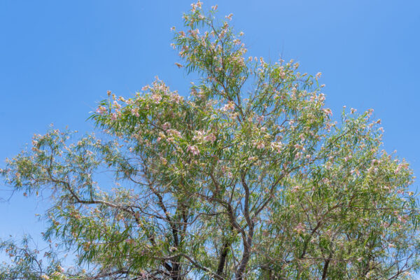 Desert Willow - Native Tree Beginner's Guide