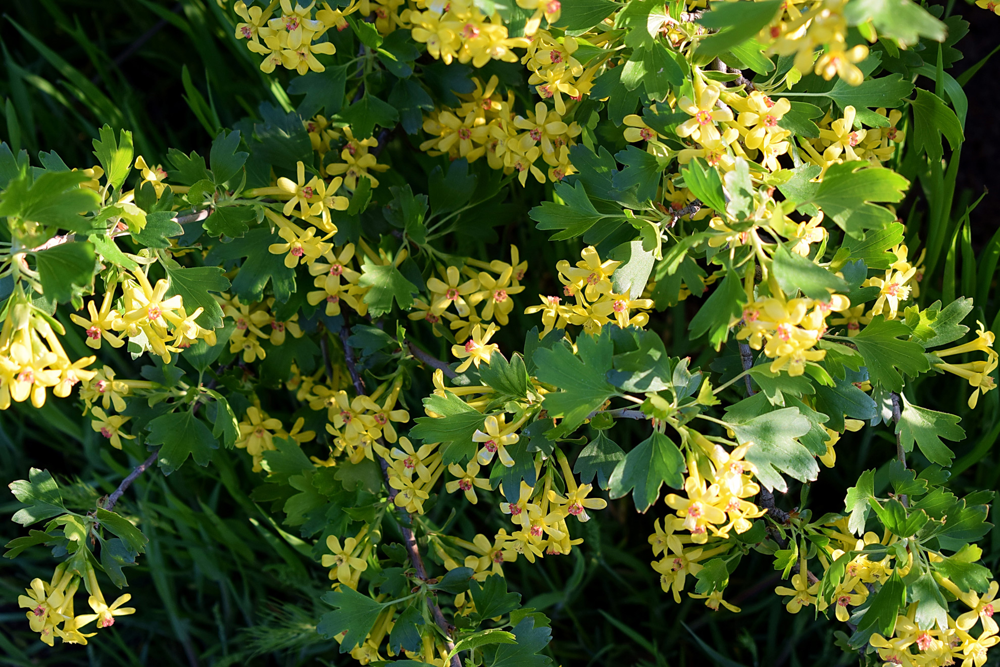 Golden Currant: An Easy Native Shrub for Birds and Pollinators