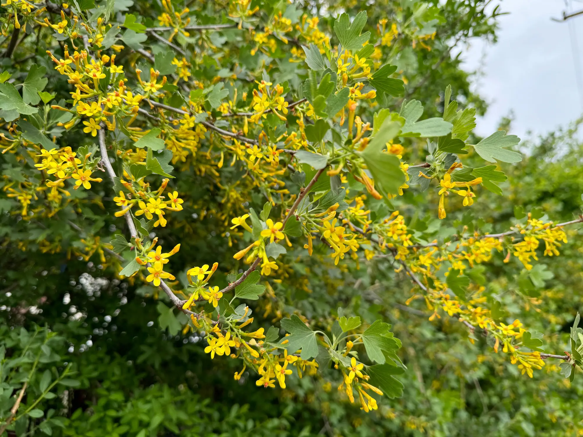Golden Currant: An Easy Native Shrub for Birds and Pollinators