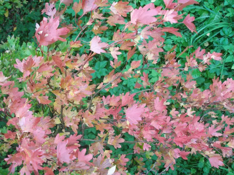Golden Currant: An Easy Native Shrub for Birds and Pollinators