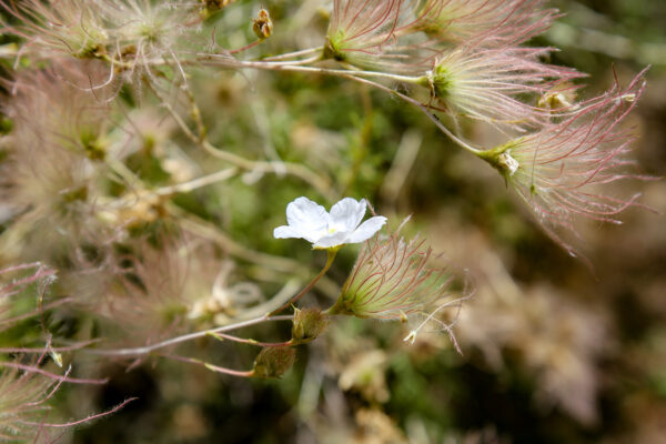 Apache Plume: A Tough Native Shrub for Hot, Dry Yards