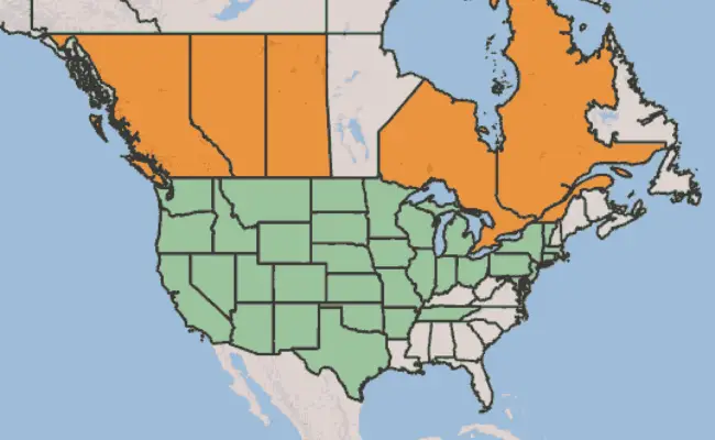 Golden Currant: An Easy Native Shrub for Birds and Pollinators