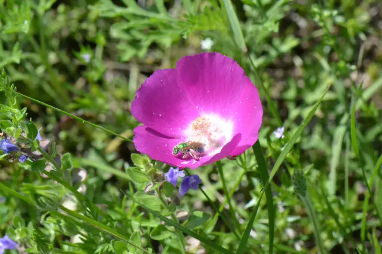 Winecups or Purple Poppy Mallow - A Beginner's Guide