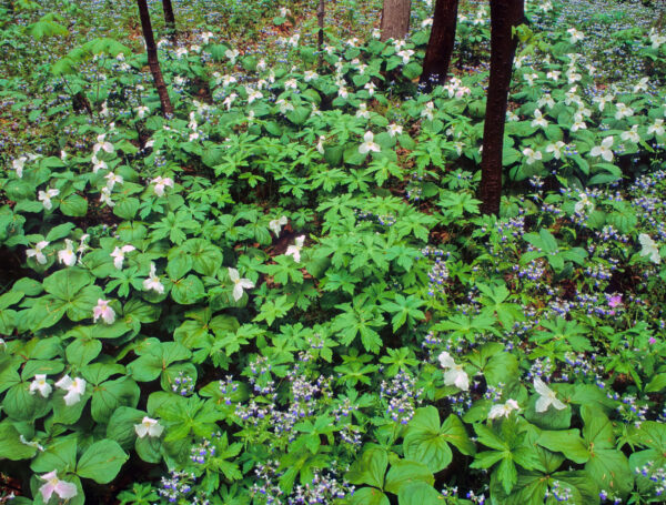 Spring Ephemerals for Beginners: Create a Woodland Bloom in Weeks