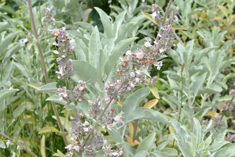 The Best Native Plants for Southwestern Gardens - The Plant Native