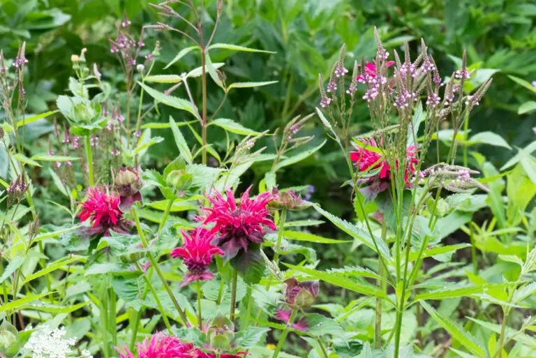 Beginner's Guide to Northeast Native Plants: Easy Yard Wins
