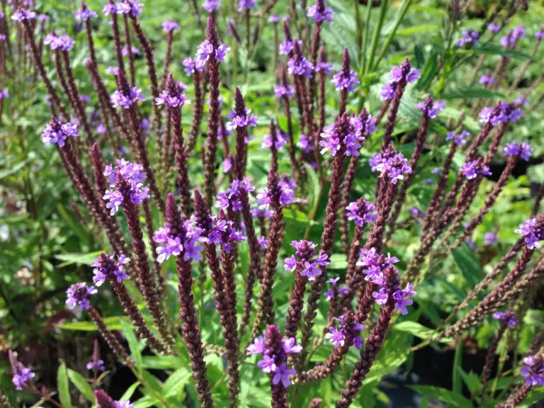 Blue Vervain - The Plant Native