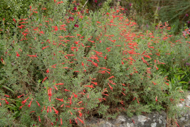 California Fuchsia - A Beginner's Guide to the Native Flower