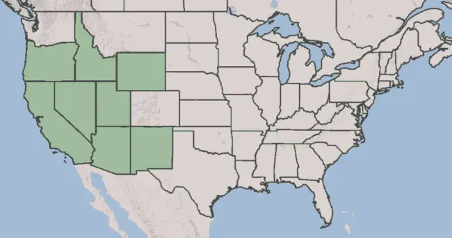 California Fuchsia - A Beginner's Guide to the Native Flower