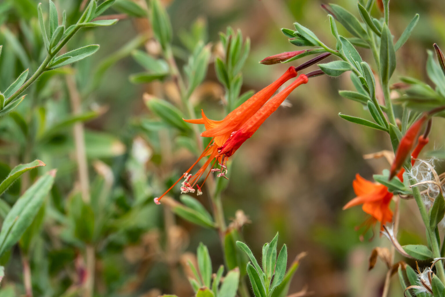 California Fuchsia - A Beginner's Guide to the Native Flower