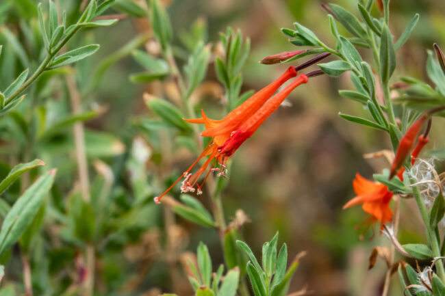 California Fuchsia - A Beginner's Guide to the Native Flower