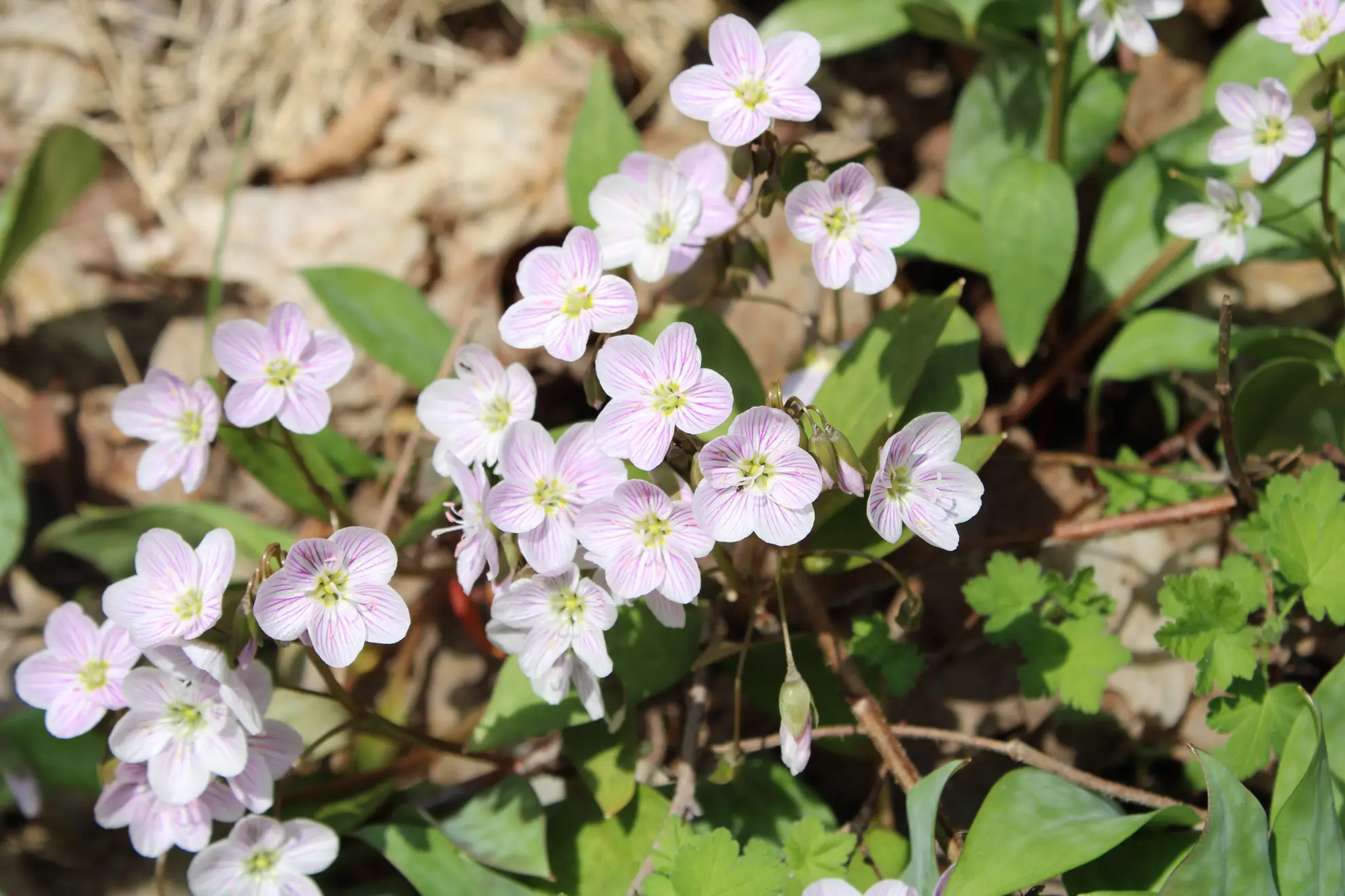 Spring Beauty - A Beginner's Guide to a Spring Ephemeral