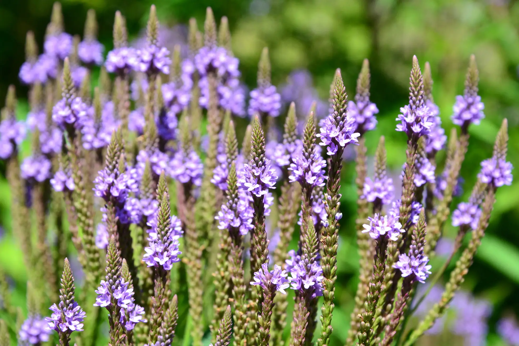 Blue Vervain - The Plant Native