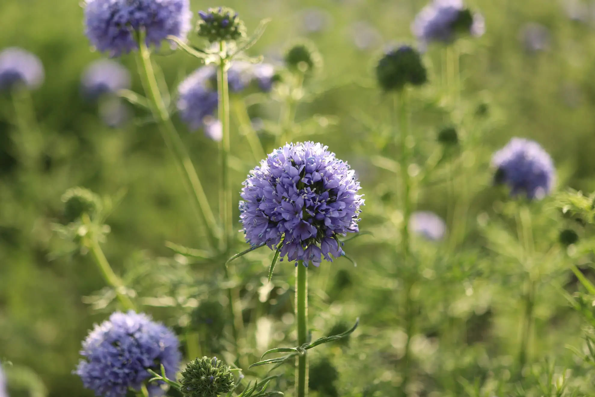 Globe Gilia: A Tough Native Flower for Sunny Yards