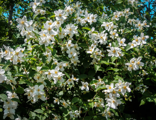 Mock Orange - A Beginner's Guide to a Native Favorite
