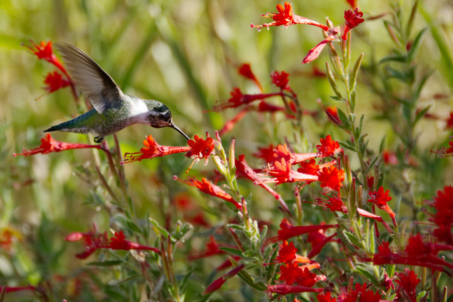 California Fuchsia - A Beginner's Guide to the Native Flower