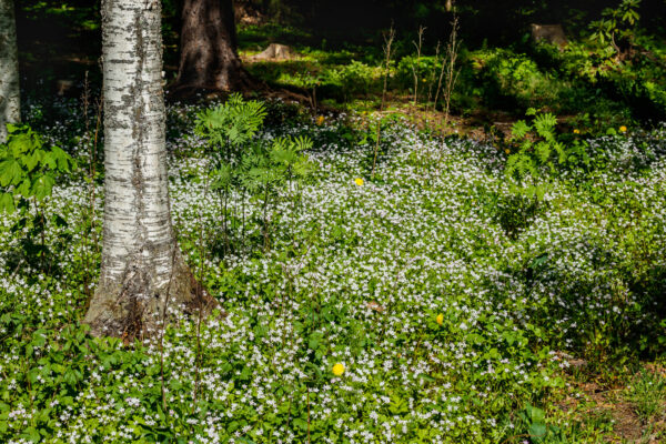 Spring Ephemerals for Beginners: Create a Woodland Bloom in Weeks