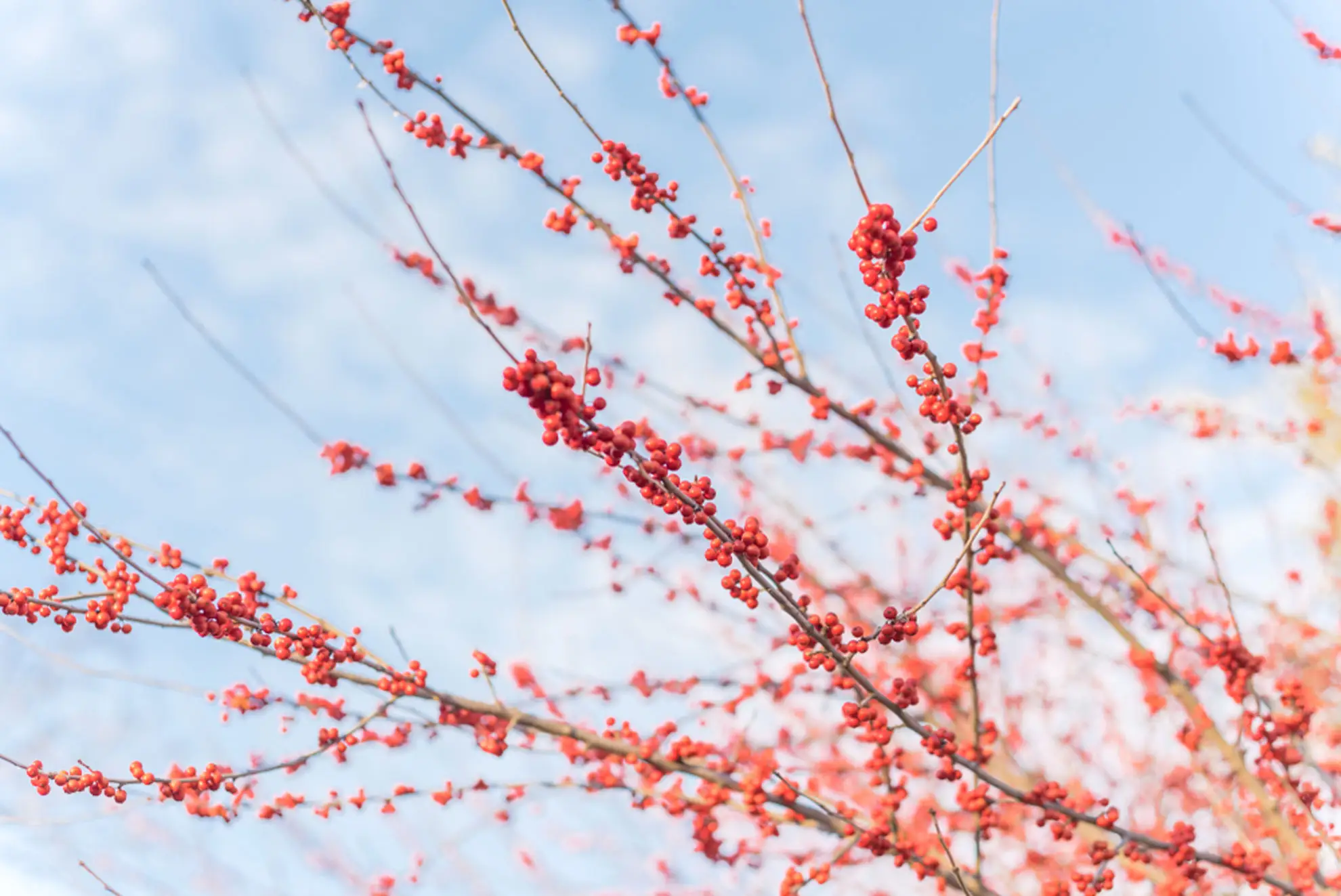 Possumhaw: A Beginner's Guide to A Native Bird Favorite