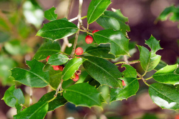 American Holly - The Plant Native