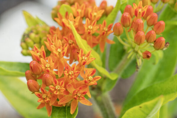 Native Butterfly Weed - A Beginner's Guide - The Plant Native