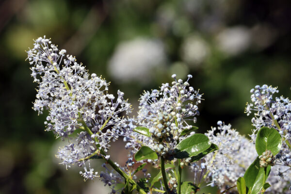 California Lilac (Ceanothus): A Guide to 60+ Native Species