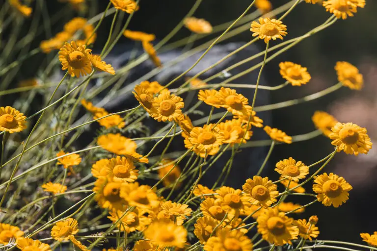 Desert Marigold - The Plant Native