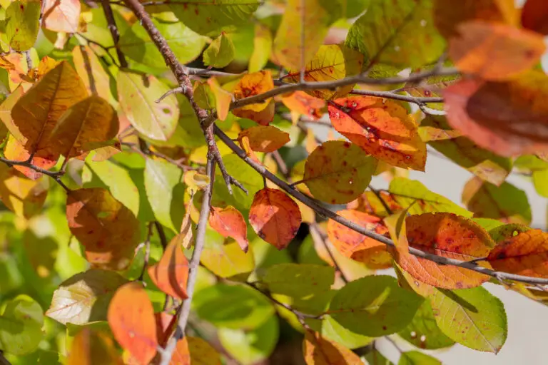 American Plum: Native Plant Profile and Growing Guide