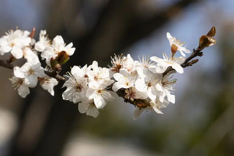 American Plum: Native Plant Profile and Growing Guide