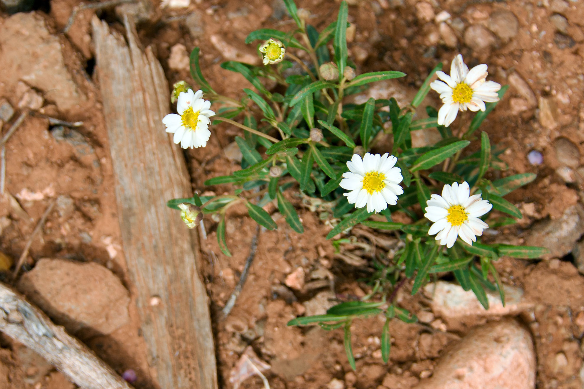 Blackfoot Daisy: A Tough Native Perennial for Hot, Dry Yards