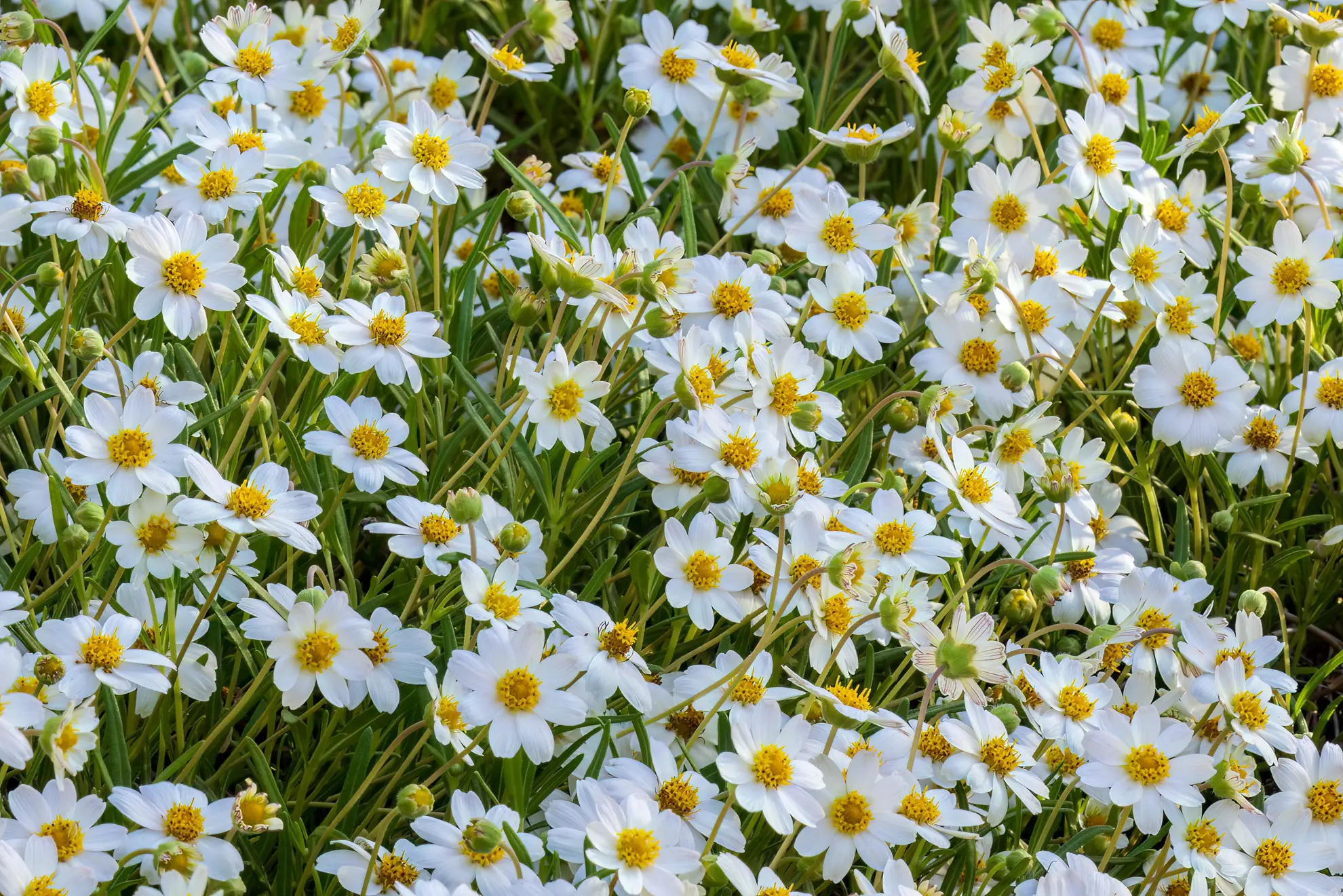 Blackfoot Daisy: A Tough Native Perennial for Hot, Dry Yards