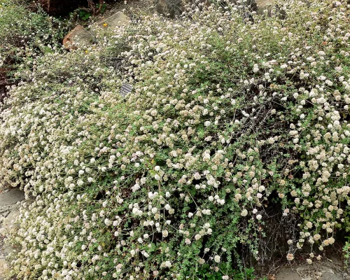 A Beginner’s Guide to Native Buckwheats (Eriogonum)