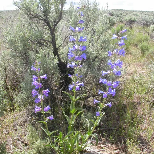 A Guide to Native Penstemons - The Plant Native