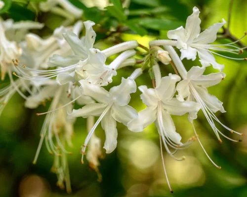 Native Azaleas - A Beginner's Guide | The Plant Native