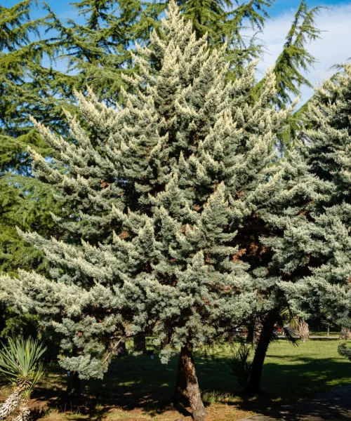 15 Fast-Growing Native Trees