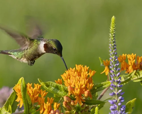 How to Plant a Hummingbird Garden