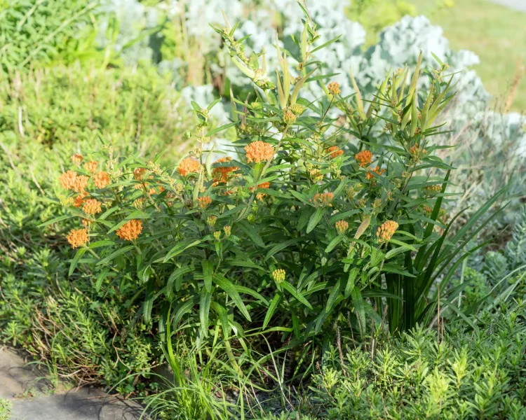 Native Butterfly Weed - A Beginner's Guide - The Plant Native