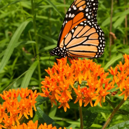 Native Milkweed: A Beginner's Guide - The Plant Native