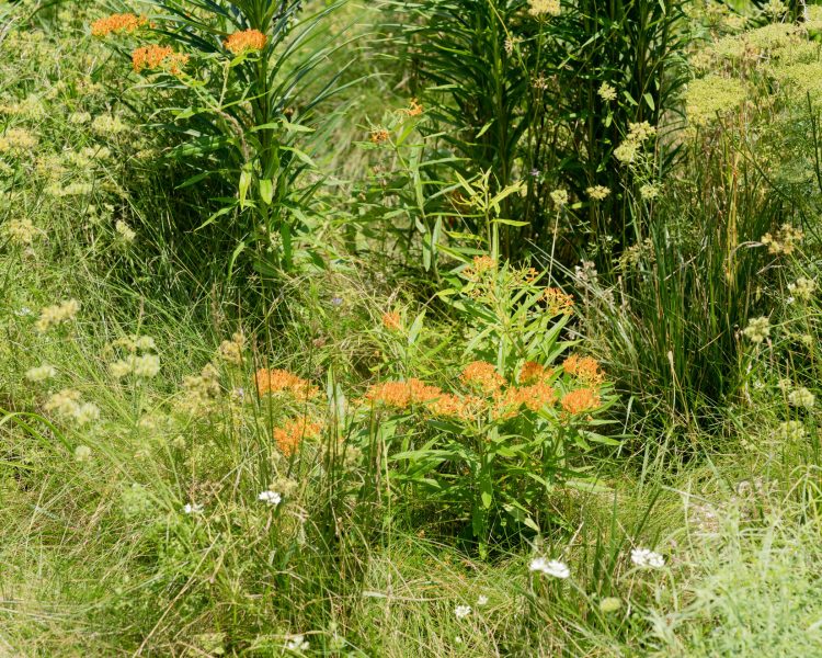 Native Butterfly Weed - A Beginner's Guide - The Plant Native