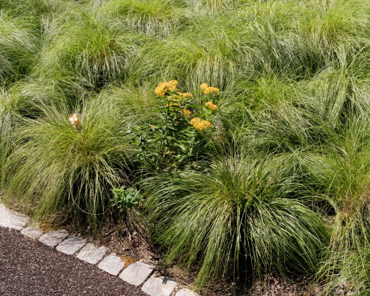 Native Butterfly Weed - A Beginner's Guide - The Plant Native