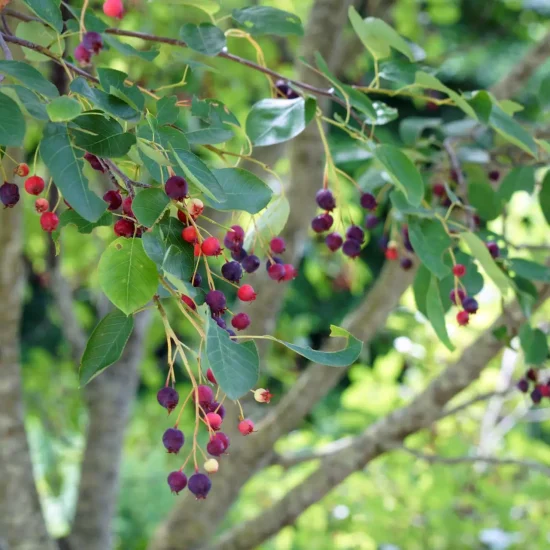 Guide to Planting a Serviceberry - The Plant Native