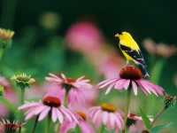 Best Native Plants for Mid-Atlantic Gardens - The Plant Native