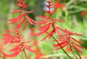 Best native plants for Southern gardens - The Plant Native