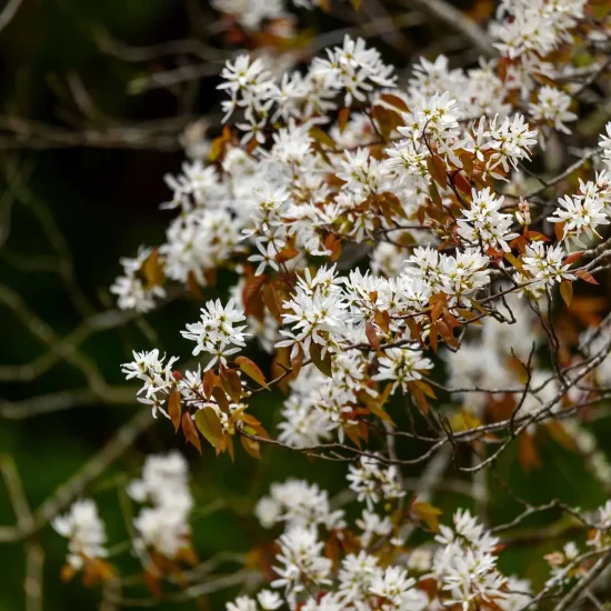 Guide to Planting a Serviceberry - The Plant Native
