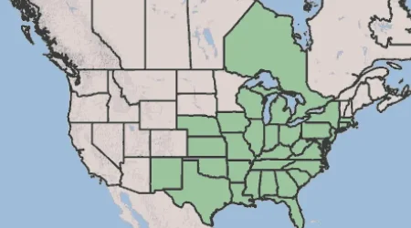 A Beginner's Guide to Native Redbuds | The Plant Native